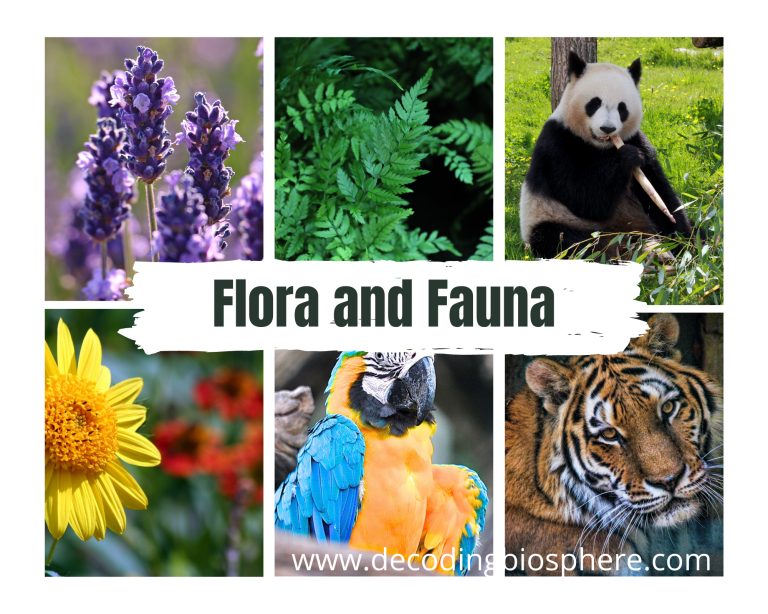 What is Flora and Fauna: Importance, Examples and MCQs – Decoding Biosphere