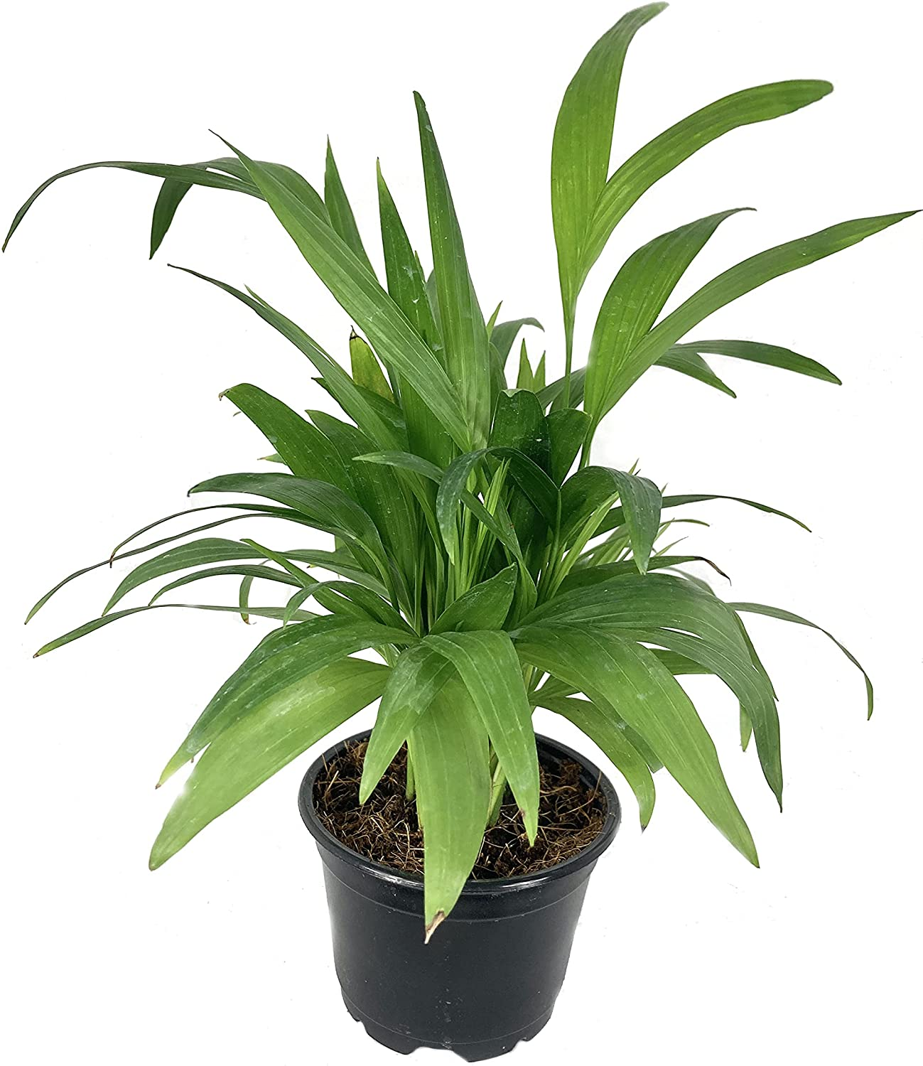 How Much Does a Full-Grown Palm Tree Cost? – Decoding Biosphere