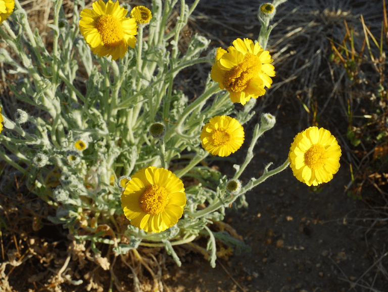 List of Some Amazing Indigenous Desert Plants – Decoding Biosphere