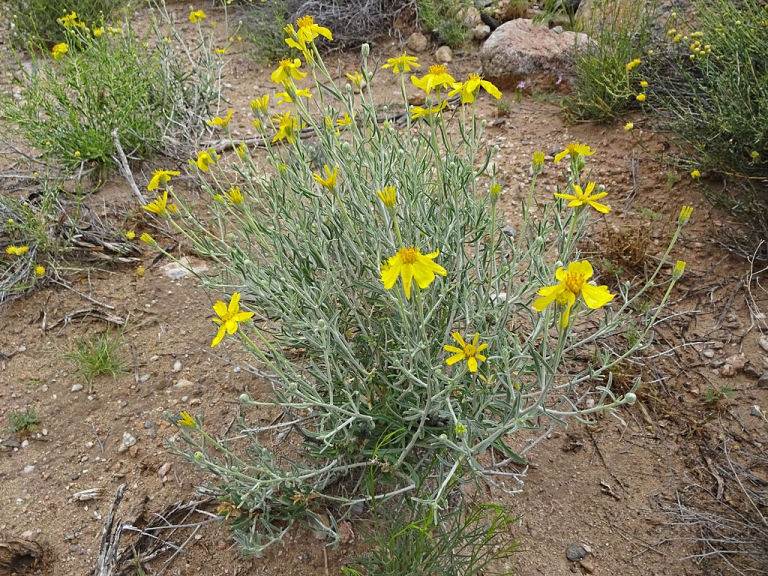 List of Some Amazing Indigenous Desert Plants – Decoding Biosphere