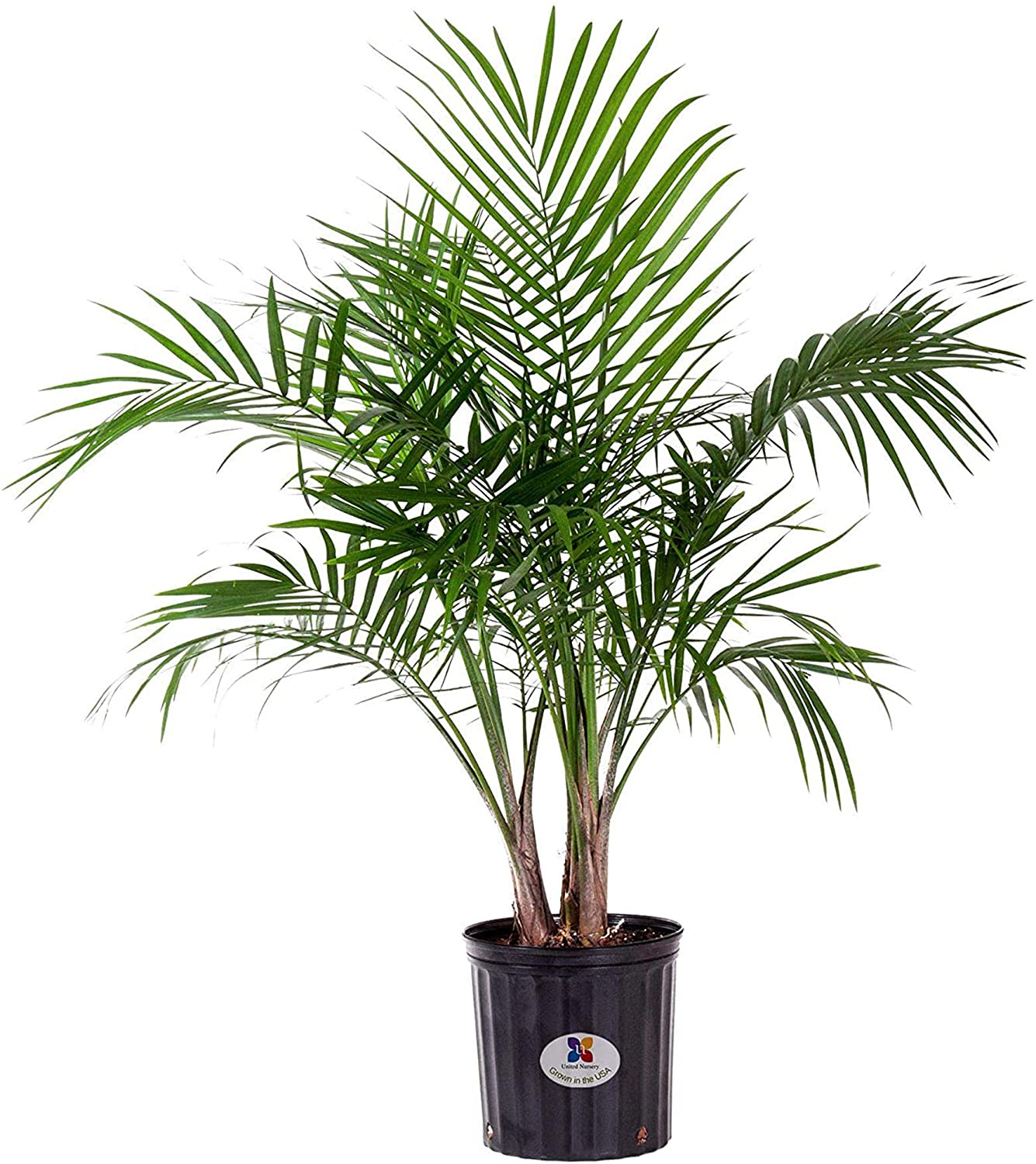 How Much Does a Full-Grown Palm Tree Cost? (2026 Price Guide by Size ...