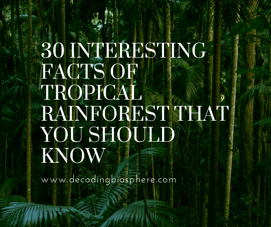 Fun Facts About The Rainforest Biome For Kids - Infoupdate.org