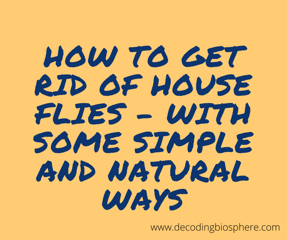 How to get rid of house flies – With Some Simple and Natural Ways ...