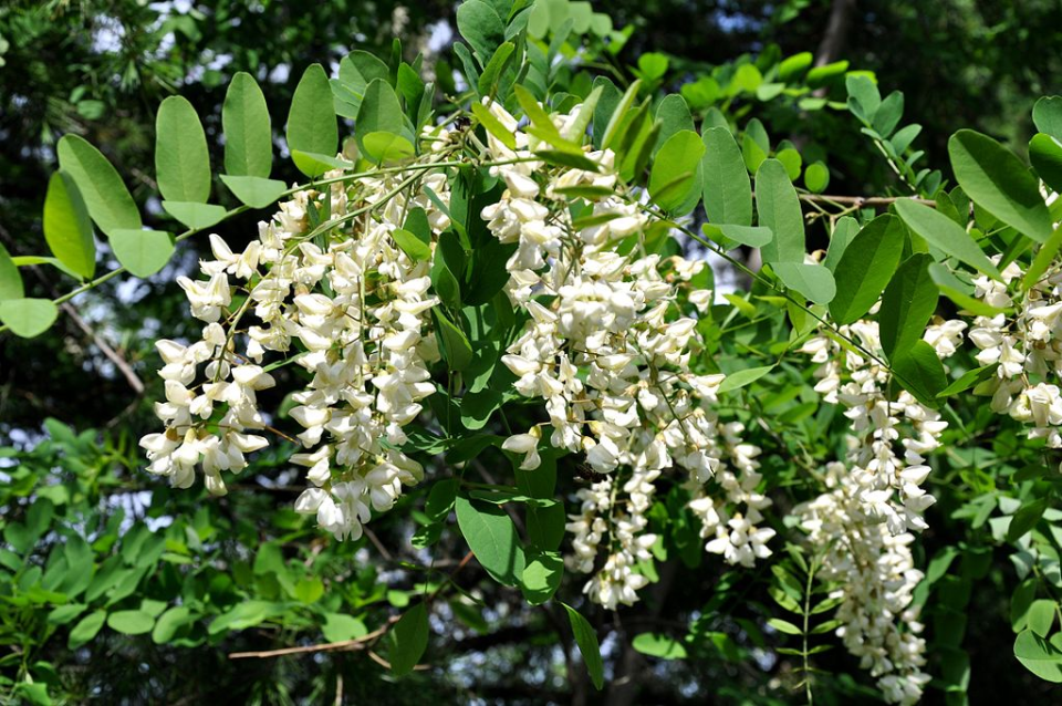All about Locust Trees- Types with Pictures – Decoding Biosphere
