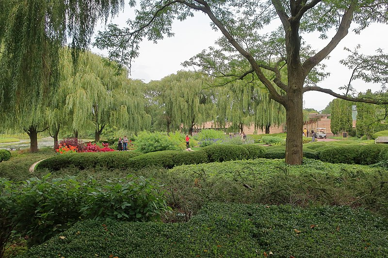 All about Locust Trees- Types with Pictures – Decoding Biosphere