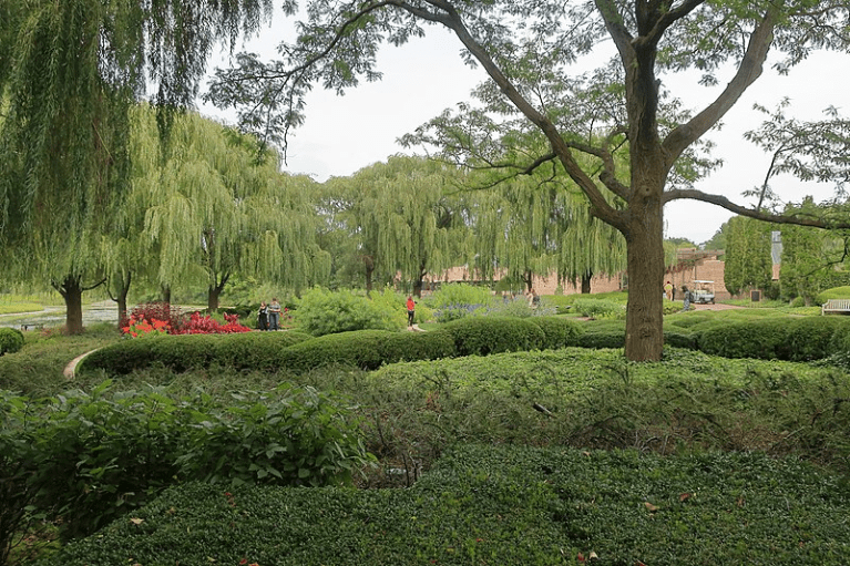 All about Locust Trees- Types with Pictures – Decoding Biosphere