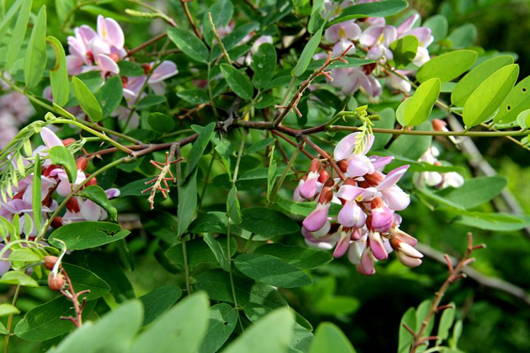 All about Locust Trees- Types with Pictures – Decoding Biosphere