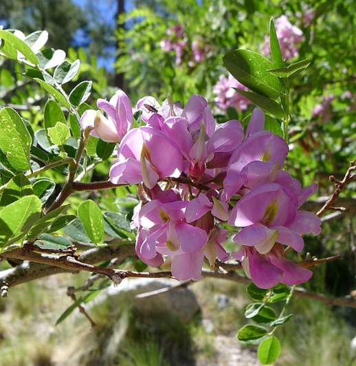 All about Locust Trees- Types with Pictures – Decoding Biosphere
