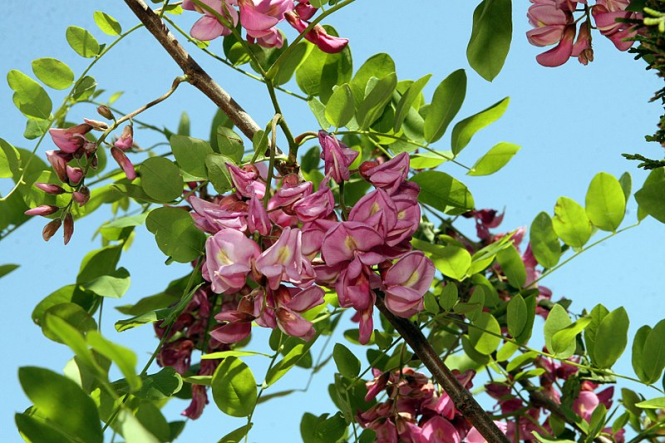 All about Locust Trees- Types with Pictures – Decoding Biosphere