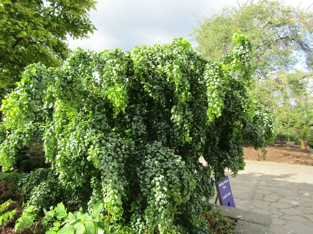 All about Locust Trees- Types with Pictures – Decoding Biosphere