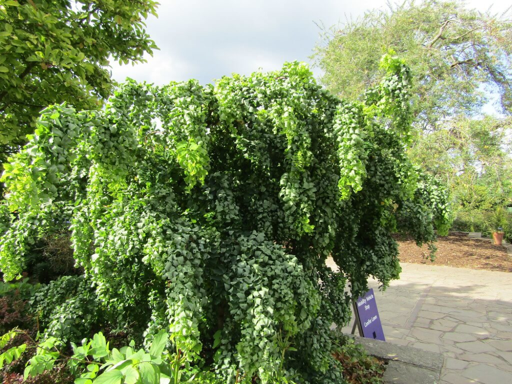 All about Locust Trees- Types with Pictures – Decoding Biosphere