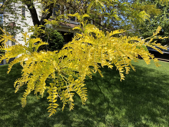 All about Locust Trees- Types with Pictures – Decoding Biosphere
