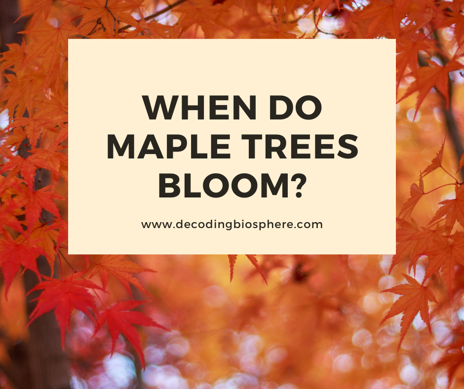 When Do Maple Trees Bloom? – Decoding Biosphere