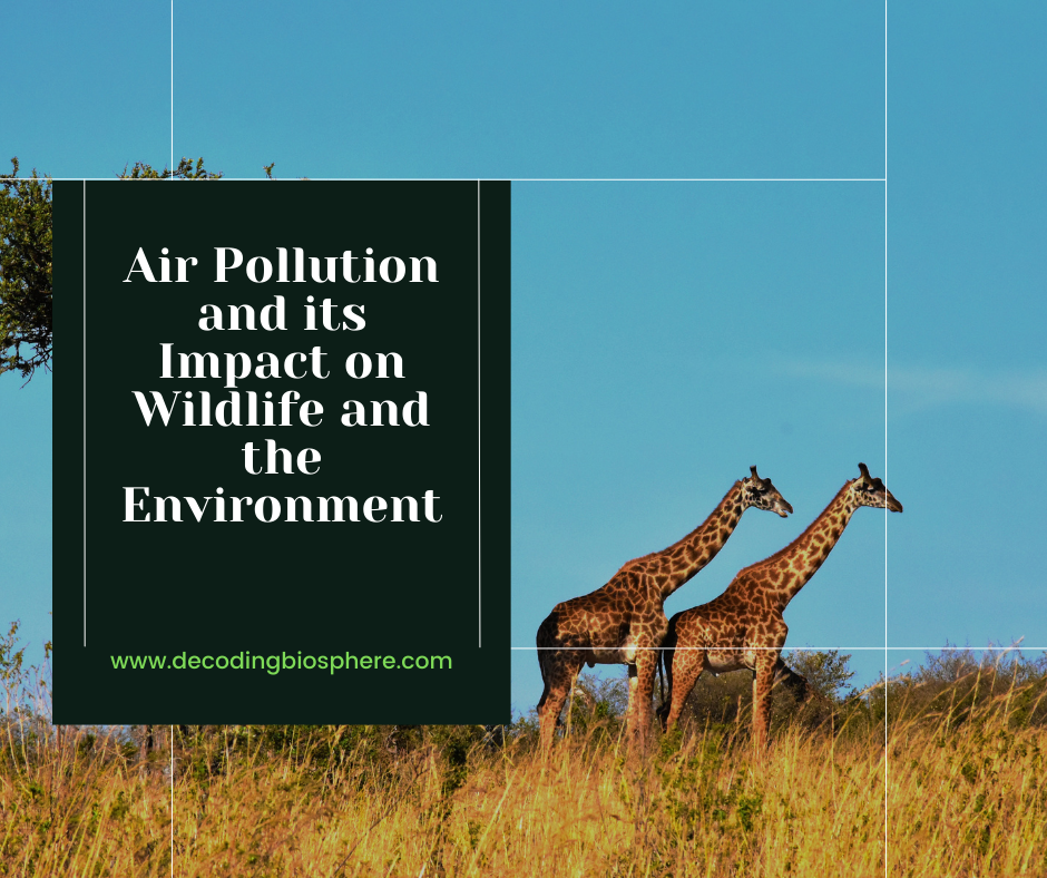 Effects Of Air Pollution On Animals Protecting Animals From Air