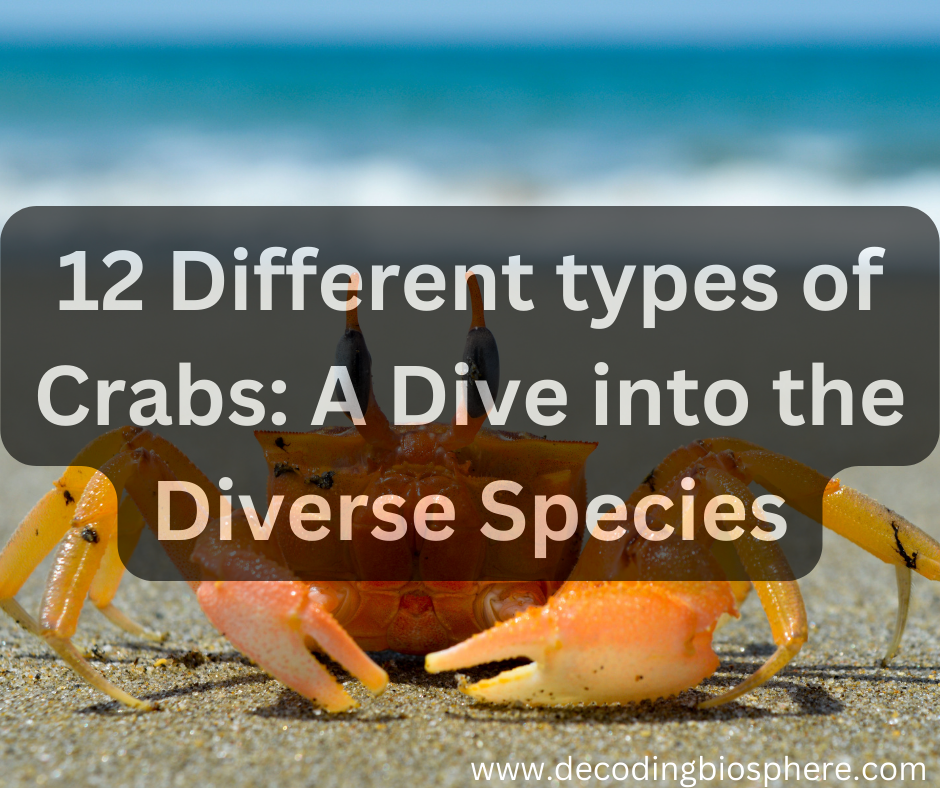 12 Different types of Crabs: A Dive into the Diverse Species – Decoding ...