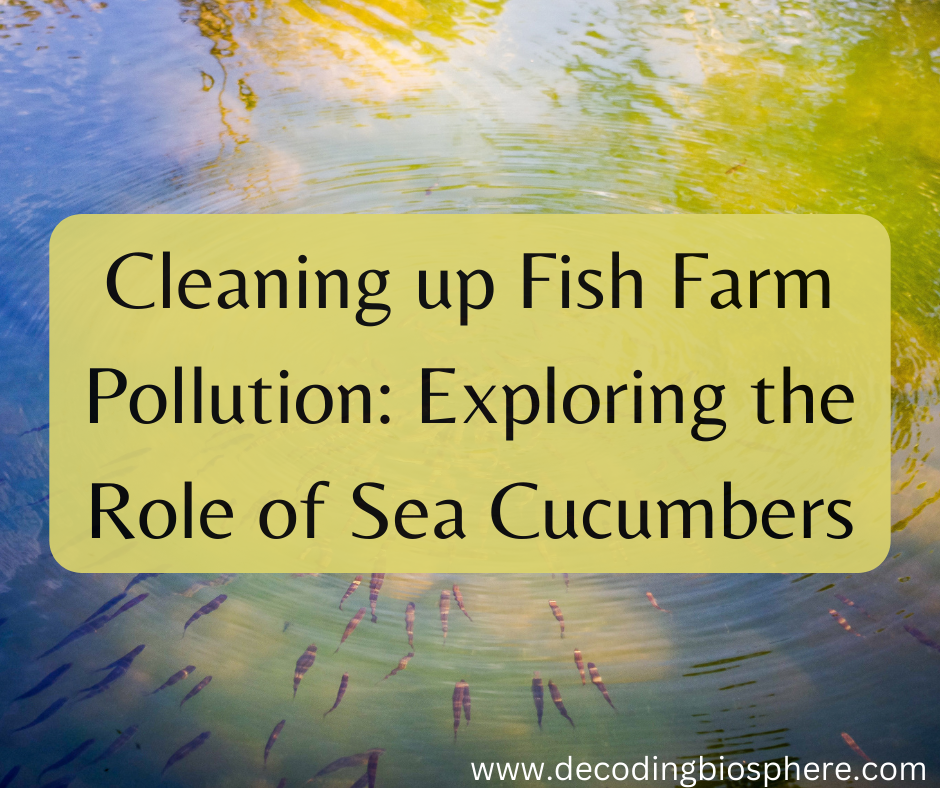 Sea Cucumbers: Natural Solution for Fish Farm Pollution – Decoding ...