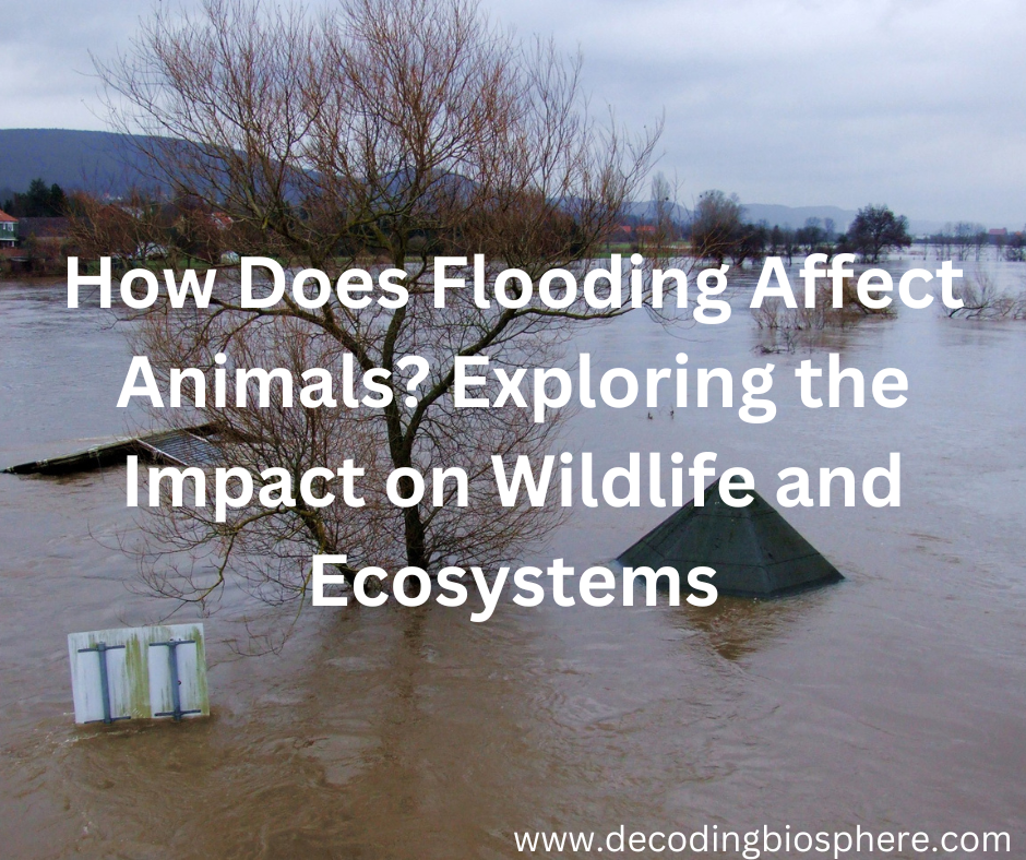 How Does Flooding Affect Animals? Exploring the Impact on Wildlife and ...