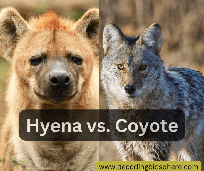 Hyena vs. Coyote: A Comparative Analysis of Two Predators – Decoding ...