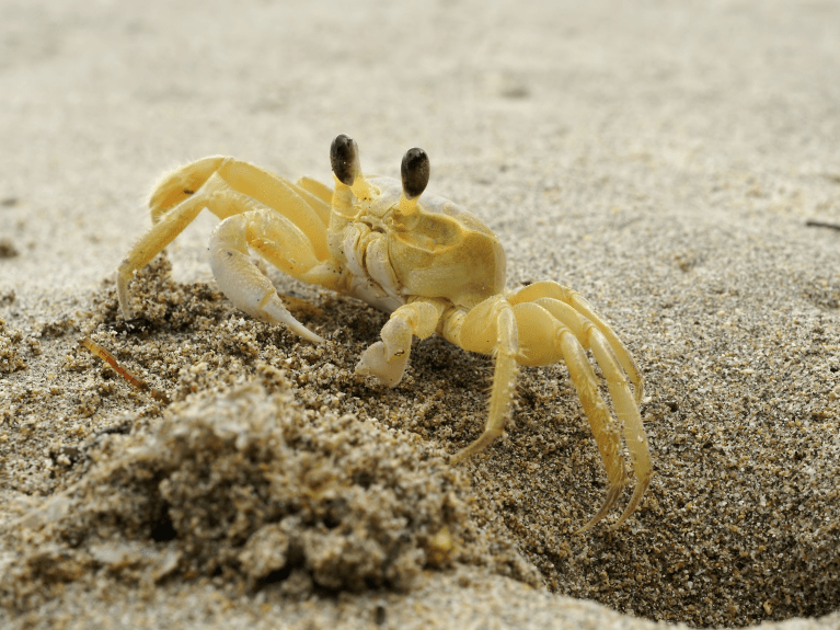 12 Different types of Crabs: A Dive into the Diverse Species – Decoding ...