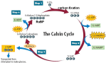 The Calvin Cycle: Exploring the Steps, Products and Significance ...