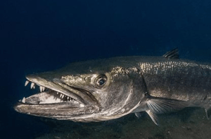 Ferocious Fish: 10 Fish Species with Big Teeth – Decoding Biosphere