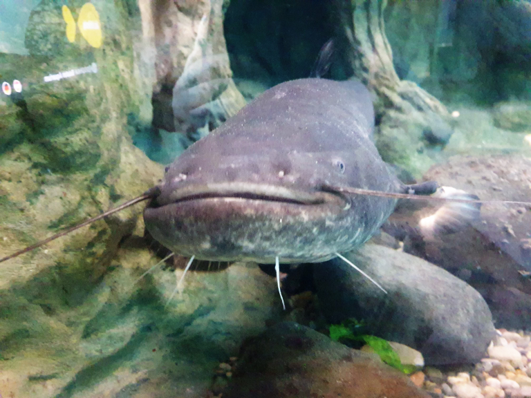 Ferocious Fish: 10 Fish Species with Big Teeth – Decoding Biosphere