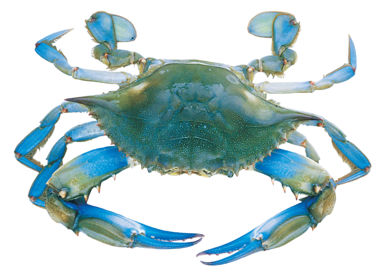 12 Different types of Crabs: A Dive into the Diverse Species – Decoding ...