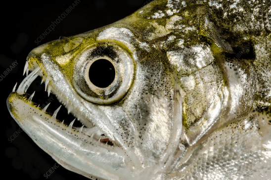 Ferocious Fish: 10 Fish Species with Big Teeth – Decoding Biosphere