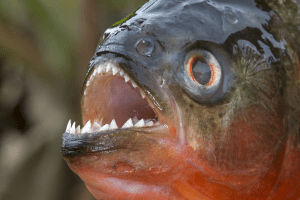 Ferocious Fish: 10 Fish Species with Big Teeth – Decoding Biosphere