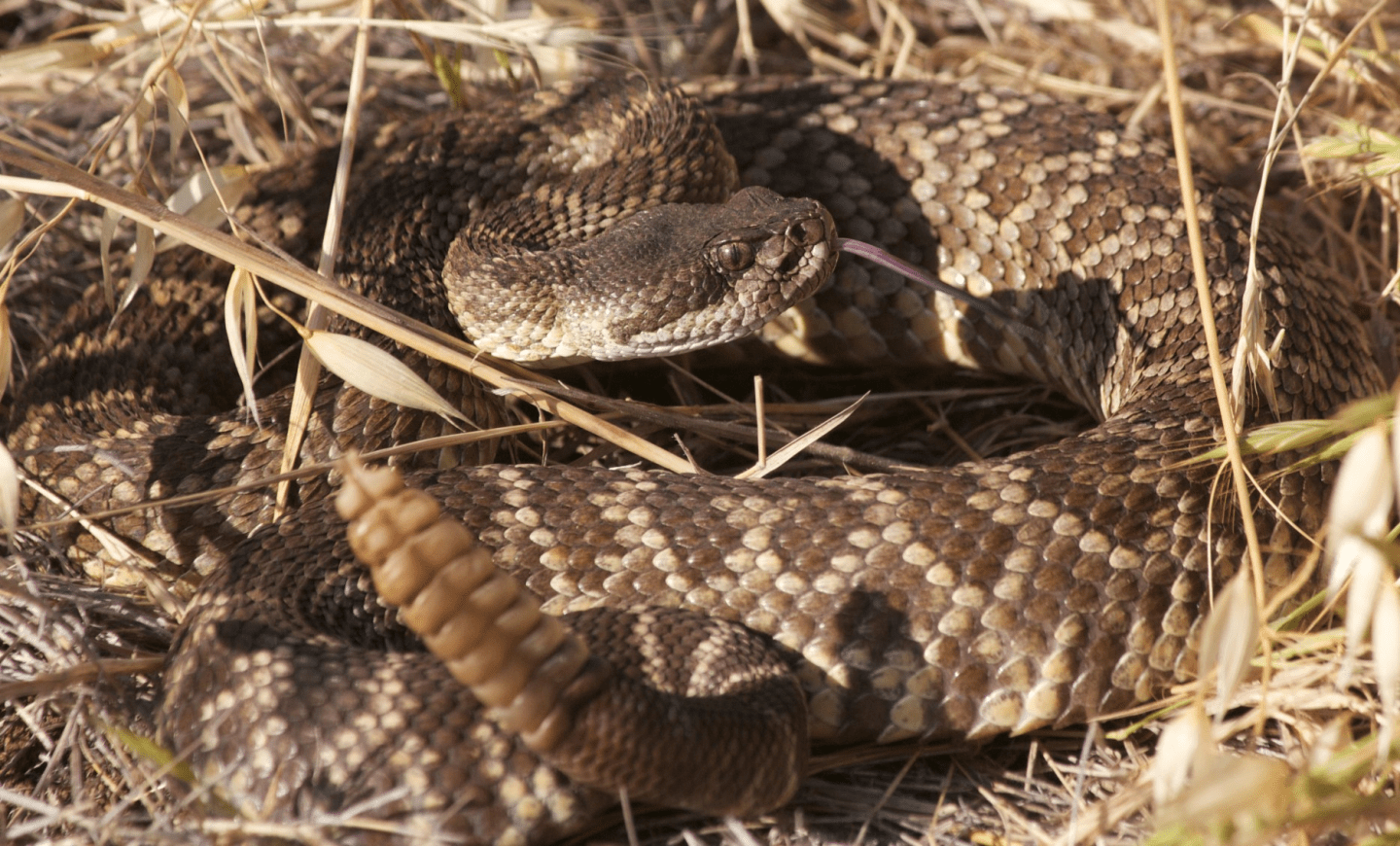 Unveiling the Enigmatic Chaparral Animals – Decoding Biosphere