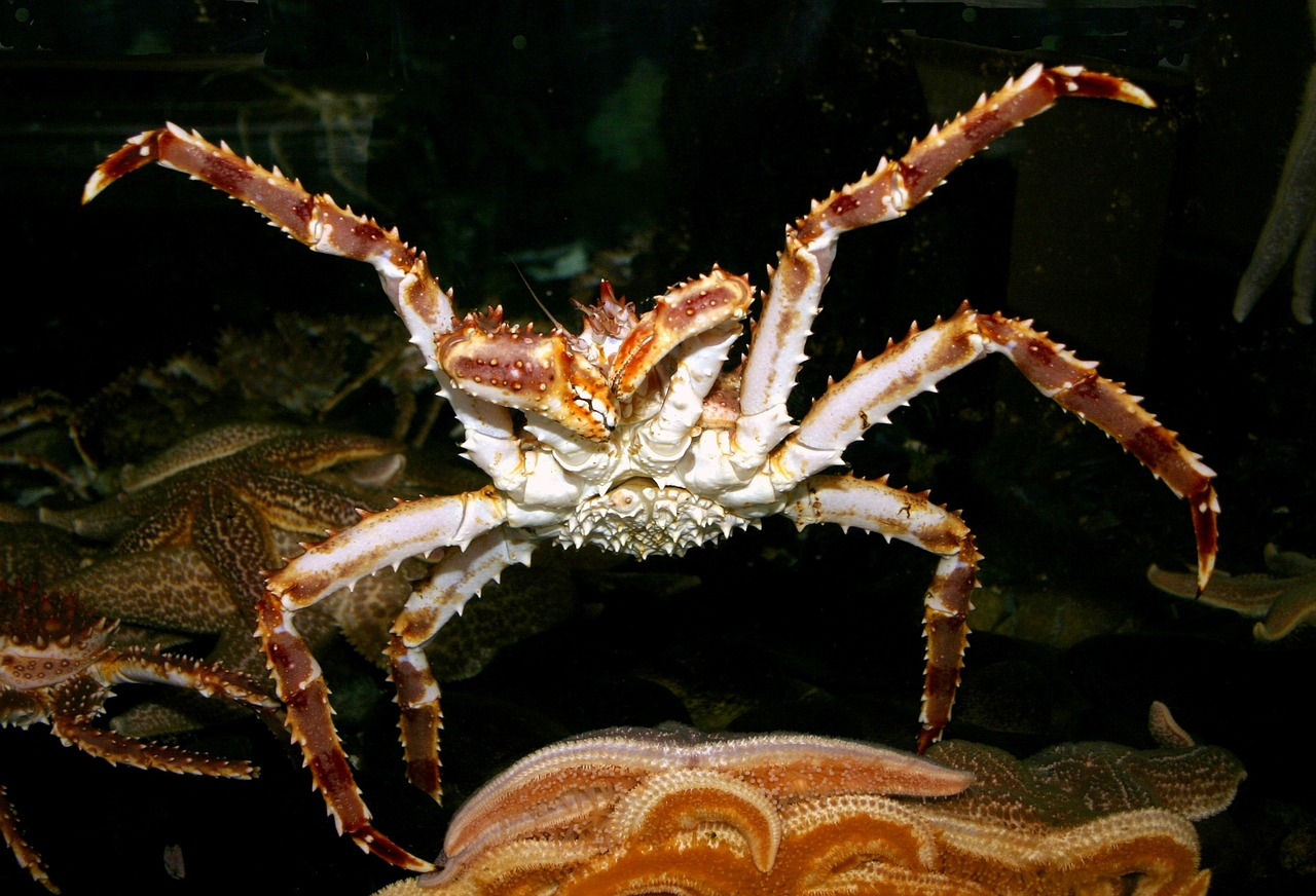 12 Different types of Crabs: A Dive into the Diverse Species – Decoding ...