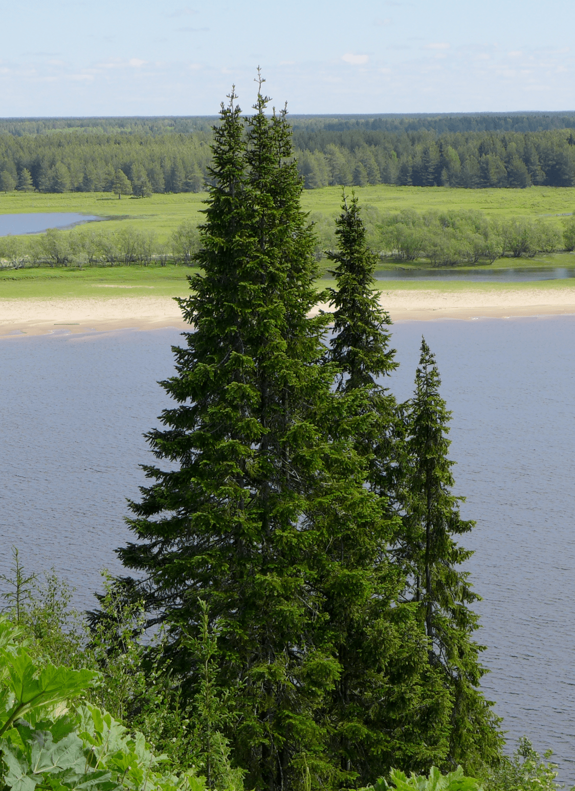 Exploring Taiga Locations: Unveiling the Boreal Forest’s Global ...