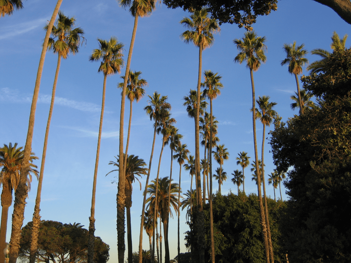 Are Palm Trees Grass? Unveiling the Distinctions and Classification of ...