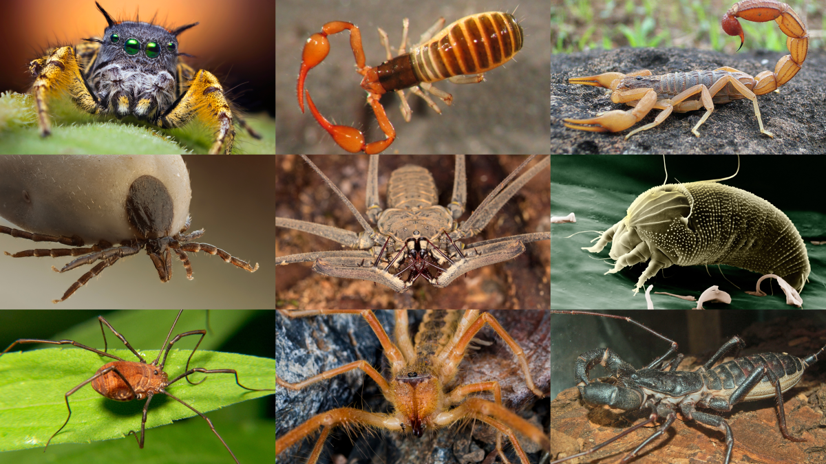 Arachnids: Fascinating Eight-Legged Predators – Decoding Biosphere
