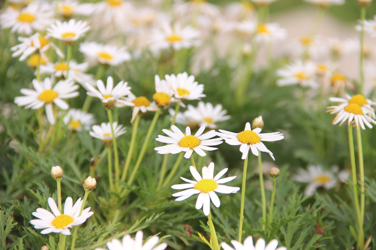 Asteraceae (Daisy Family): Structure, Examples & Ecological Role ...