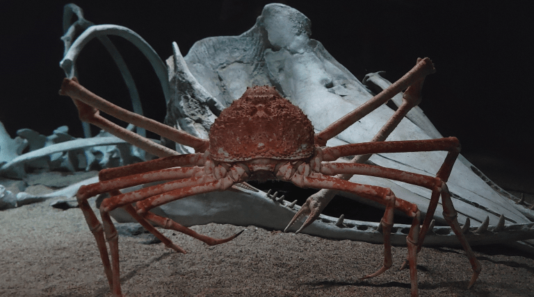 12 Types of Crabs Explained (With Pictures, Habitat & Diet) – Decoding ...