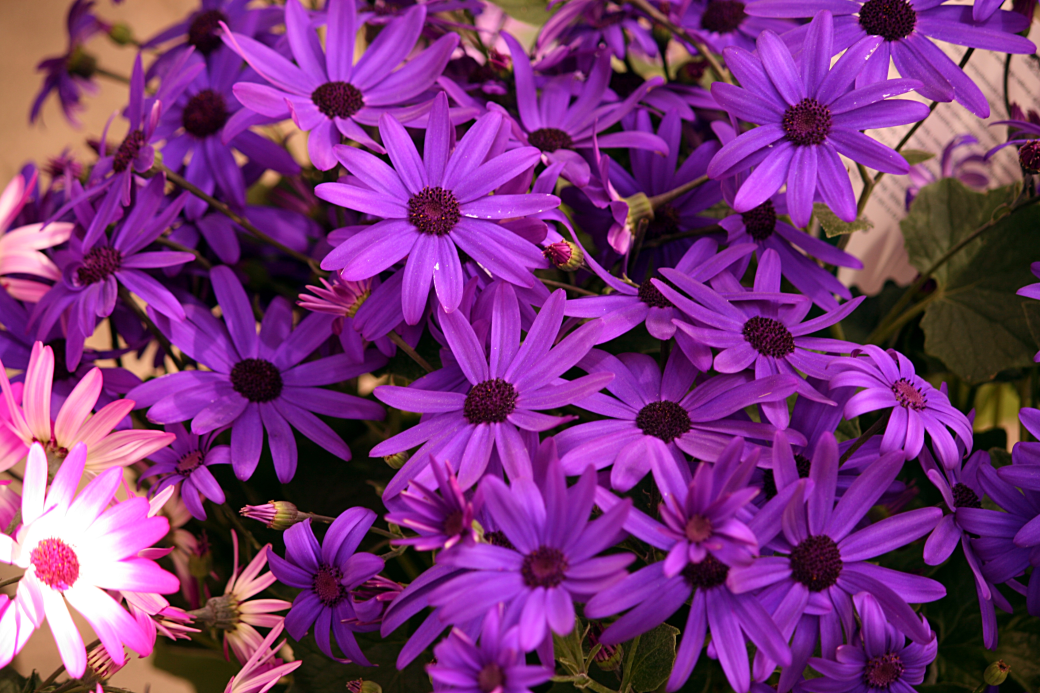 Asteraceae: Family of Flowers – Decoding Biosphere