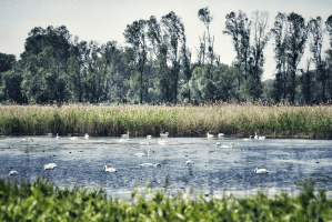 What is Backswamp? – Decoding Biosphere