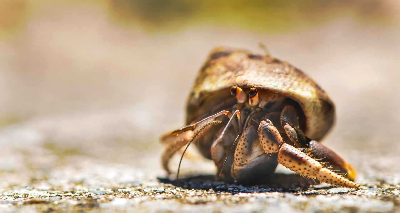 12 Different types of Crabs: A Dive into the Diverse Species – Decoding ...