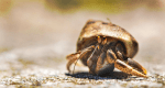 12 Different types of Crabs: A Dive into the Diverse Species – Decoding ...