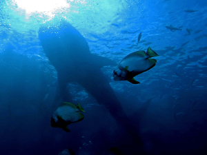 The Bathyal Zone: Exploring the Depths of the Ocean – Decoding Biosphere