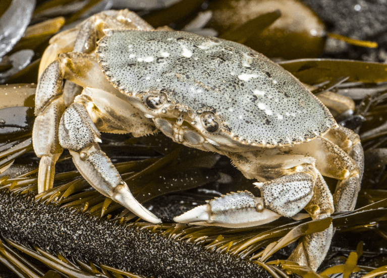 12 Different types of Crabs: A Dive into the Diverse Species – Decoding ...