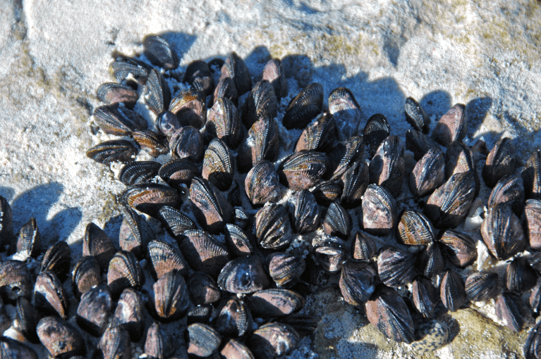 Benthic Fauna: Significance and Examples – Decoding Biosphere