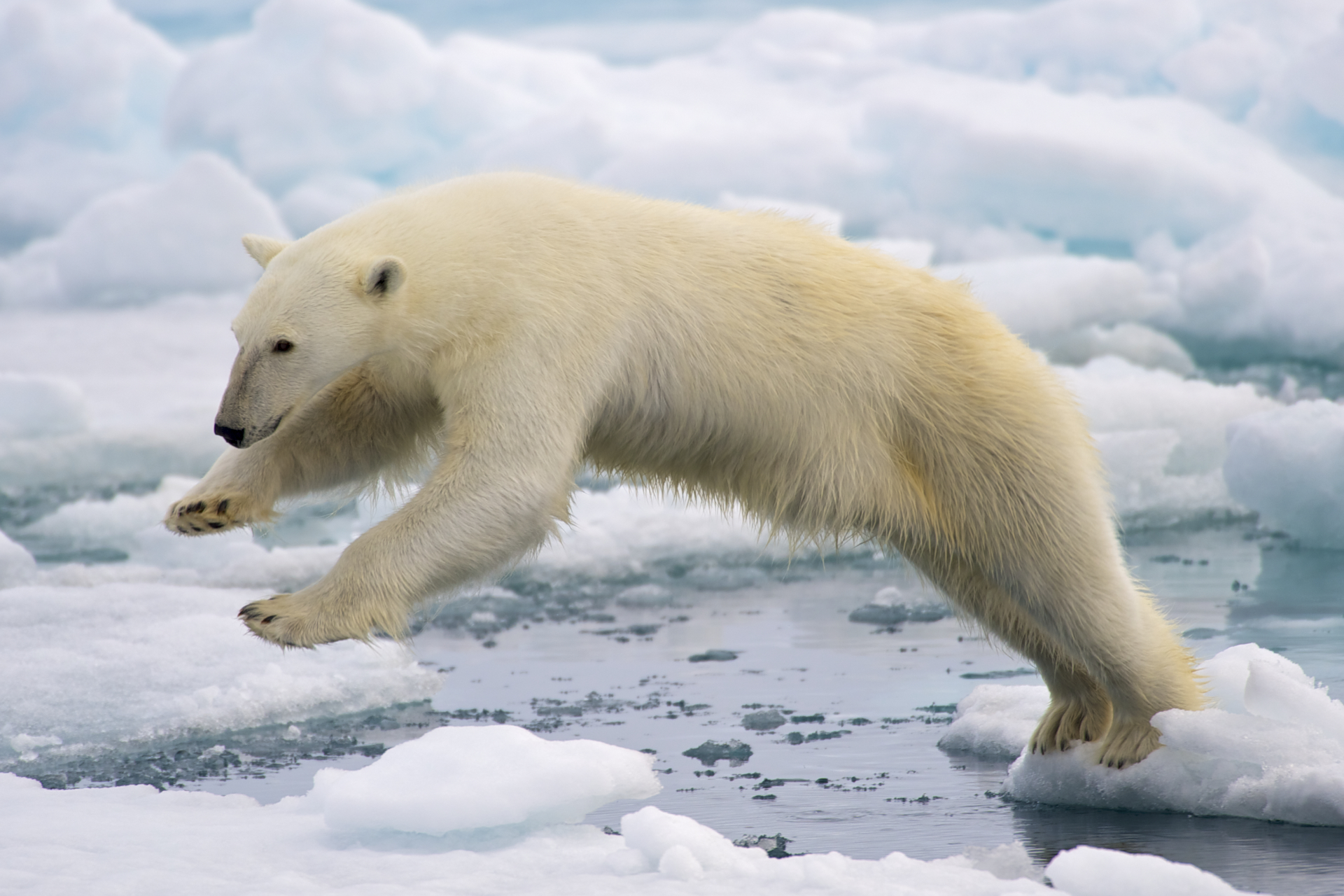 Bergmann’s Rule: Adaptations in Animals – Decoding Biosphere