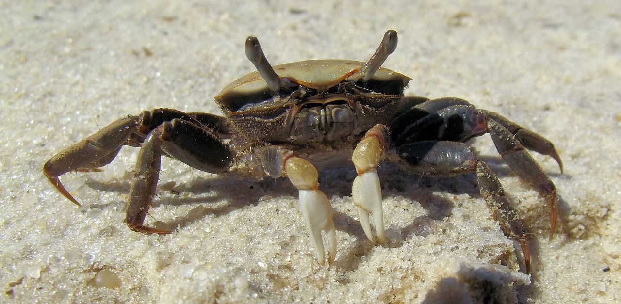12 Different types of Crabs: A Dive into the Diverse Species – Decoding ...