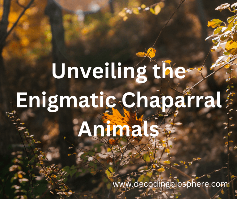 Unveiling the Enigmatic Chaparral Animals – Decoding Biosphere