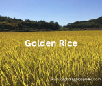 Golden Rice: Advantages and Disadvantages – Decoding Biosphere
