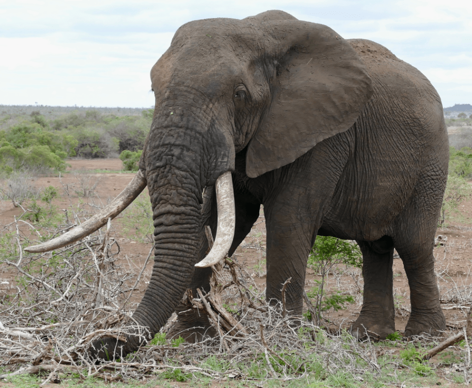 Keystone Species Definition and Examples – Decoding Biosphere