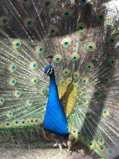 15 Fascinating Facts About Peacocks – Decoding Biosphere
