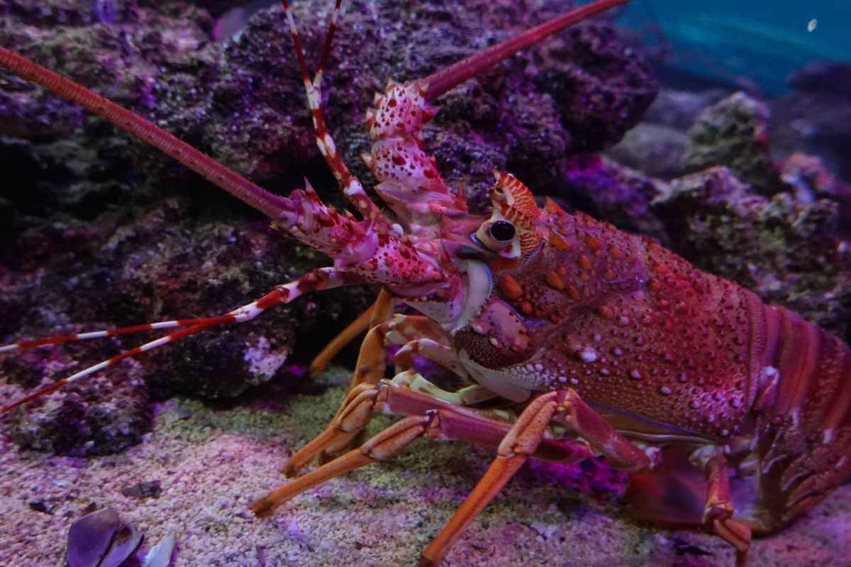 10 Fascinating Facts About Lobsters – Decoding Biosphere